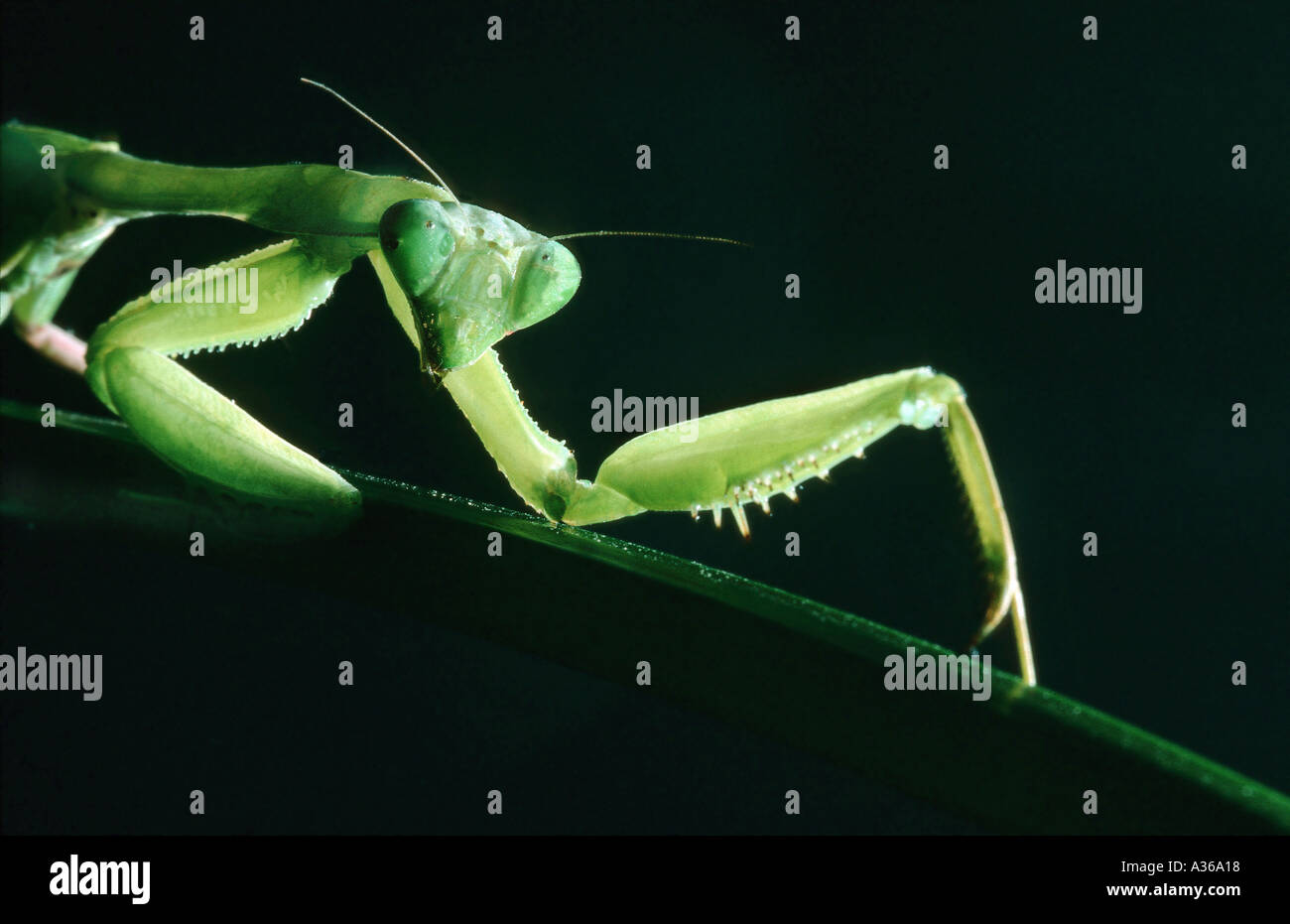 Praying mantis Mantis religiosa Stock Photo - Alamy