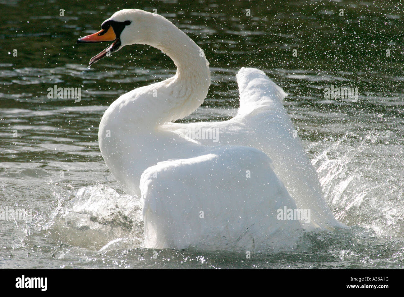 MUTE SWAN CYGNUS OLOR BEATING WINGS SIDE VIEW Stock Photo - Alamy