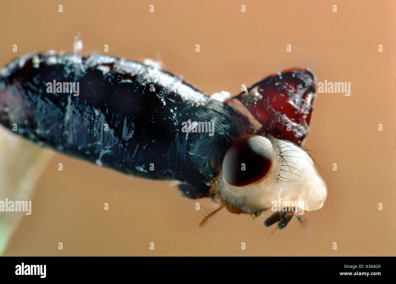 birth of a common housefly house fly Stock Photo - Alamy