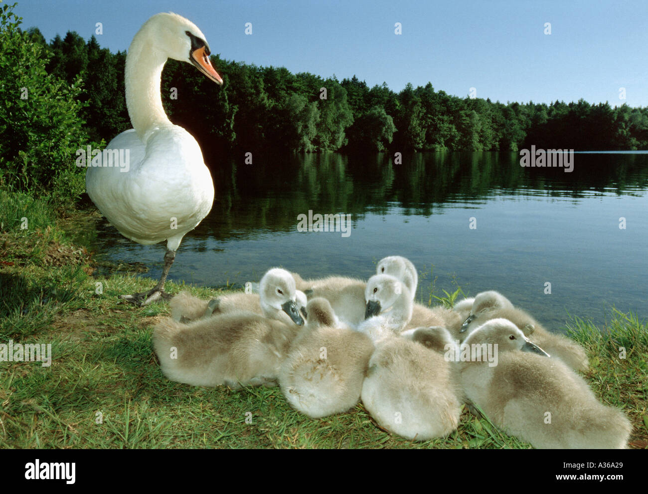 swan mother with children on the shore of a sea Stock Photo - Alamy