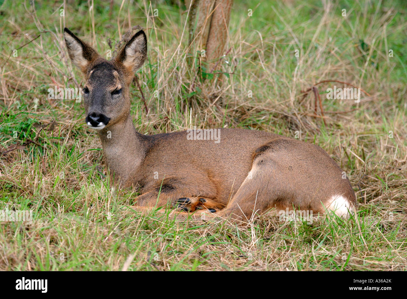 ROE DEER CAPREOLUS CAPREOLUS DOE AT REST SIDE VIEW Stock Photo - Alamy