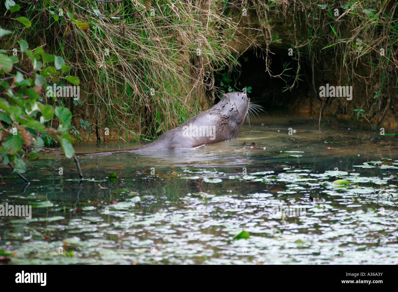 Otter lutra lutra holt hi-res stock photography and images - Alamy