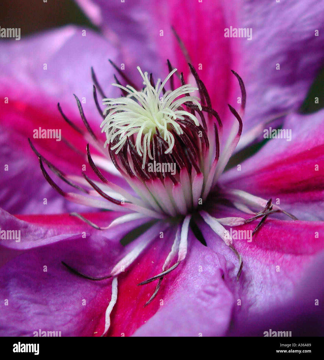 clematis Mrs N Thompson Stock Photo - Alamy