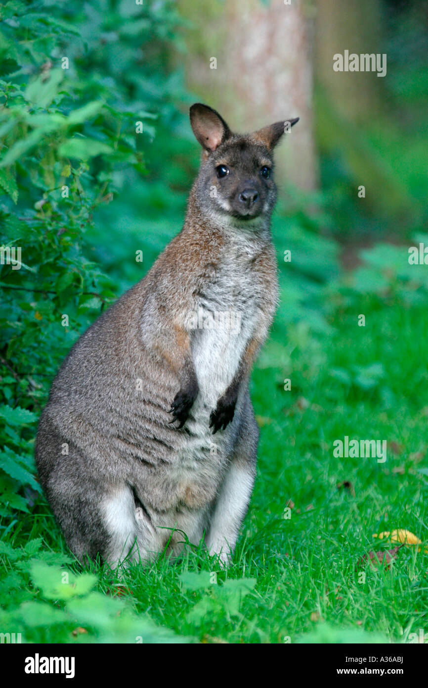 RED NECKED WALLABY MACROPUS FUROGRISEUS FRONT VIEW Stock Photo - Alamy