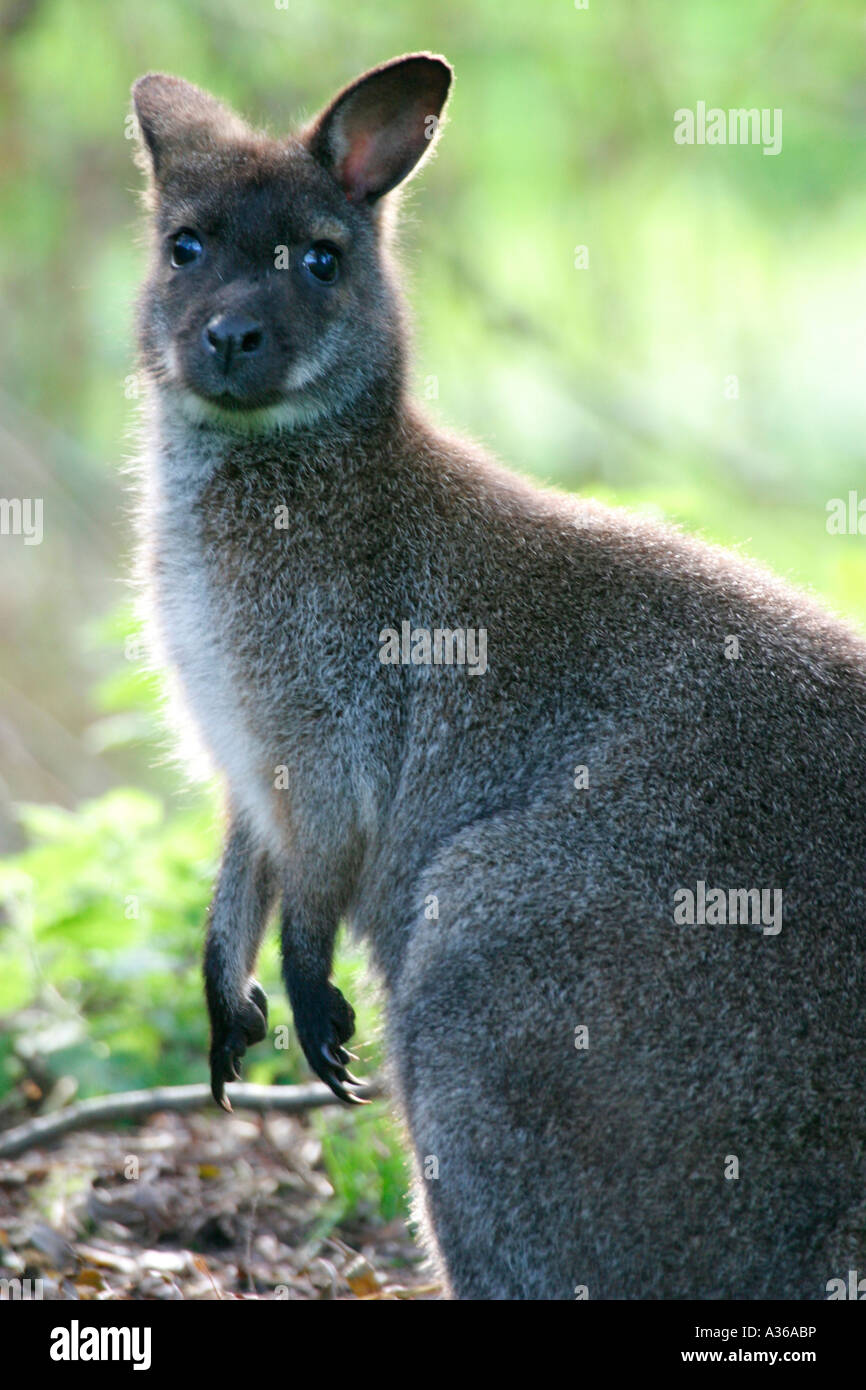 RED NECKED WALLABY MACROPUS RUFOGRISEUS FRONT VIEW Stock Photo - Alamy