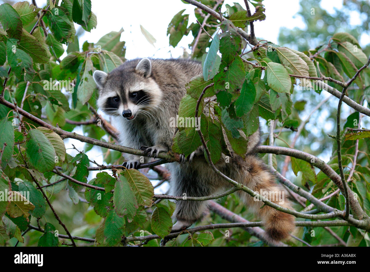 RACOON PROCYON LOTOR CLIMBING TREE FRONT VIEW Stock Photo - Alamy