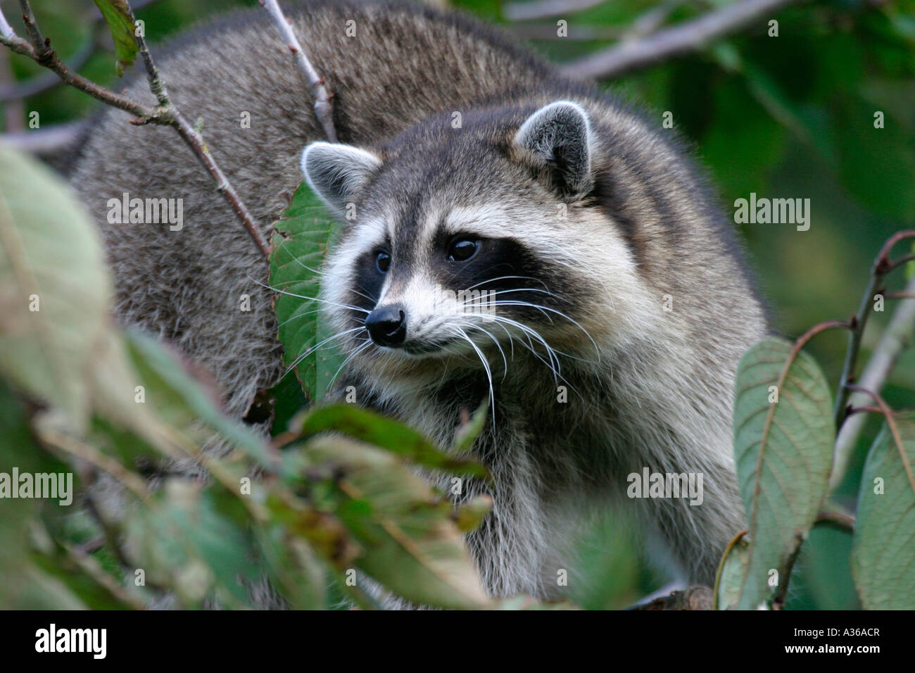 RACOON PROCYON LOTOR IN TREE FRONT VIEW CLOSE UP Stock Photo - Alamy