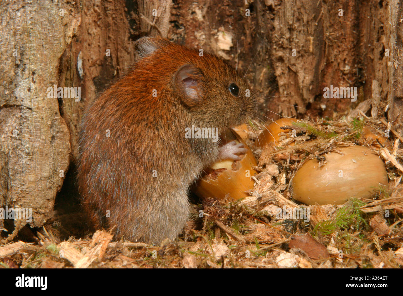 BANK VOLE CLETHRIONOMYS GLAREOLUS EATING ACORN IN HOLLOW IN TREE Stock ...