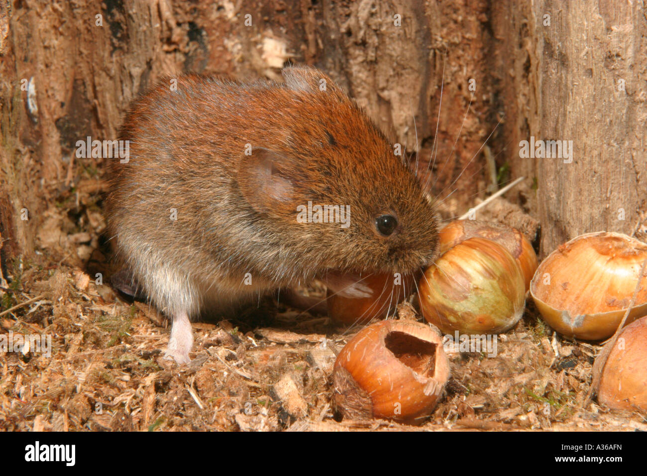 BANK VOLE CLETHRIONOMYS GLAREOLUS EATING HAZELNUT Stock Photo - Alamy