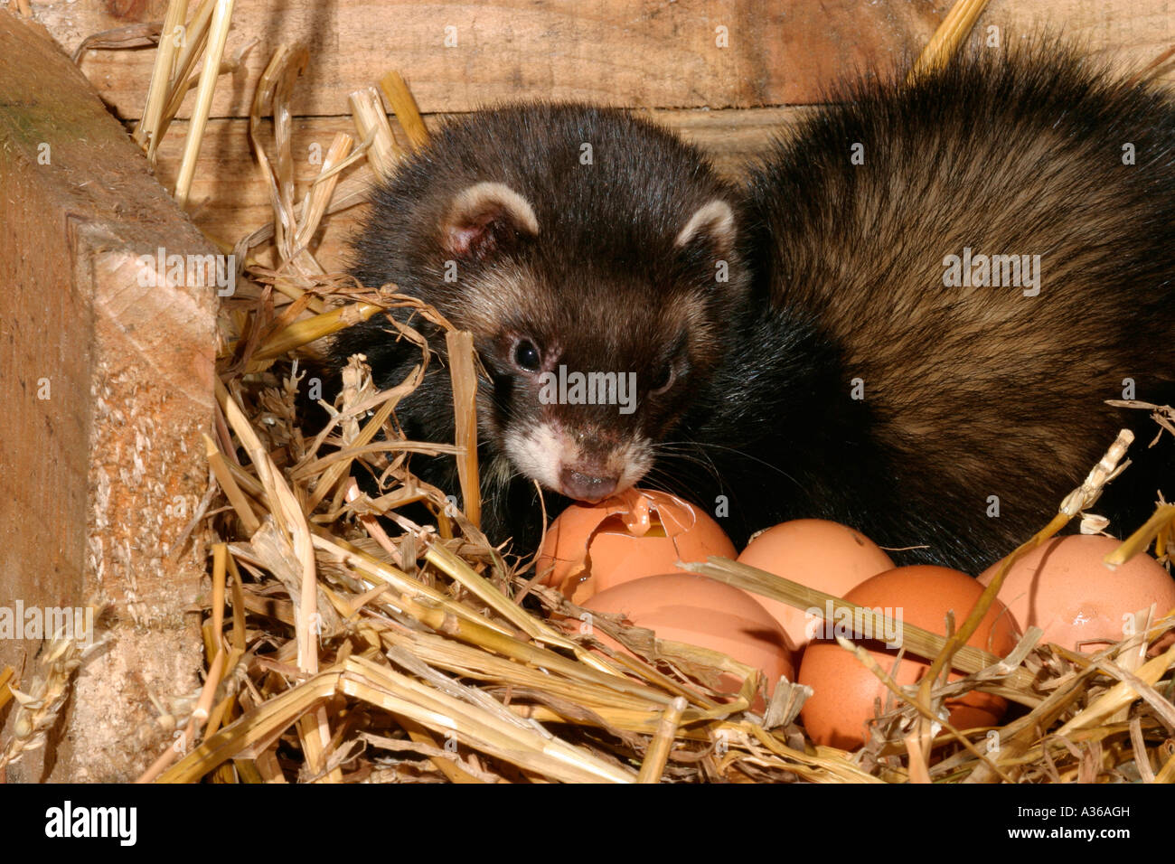 Polecat eating hi-res stock photography and images - Alamy