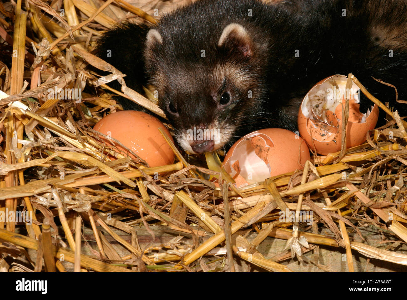 Polecat eating hi-res stock photography and images - Alamy