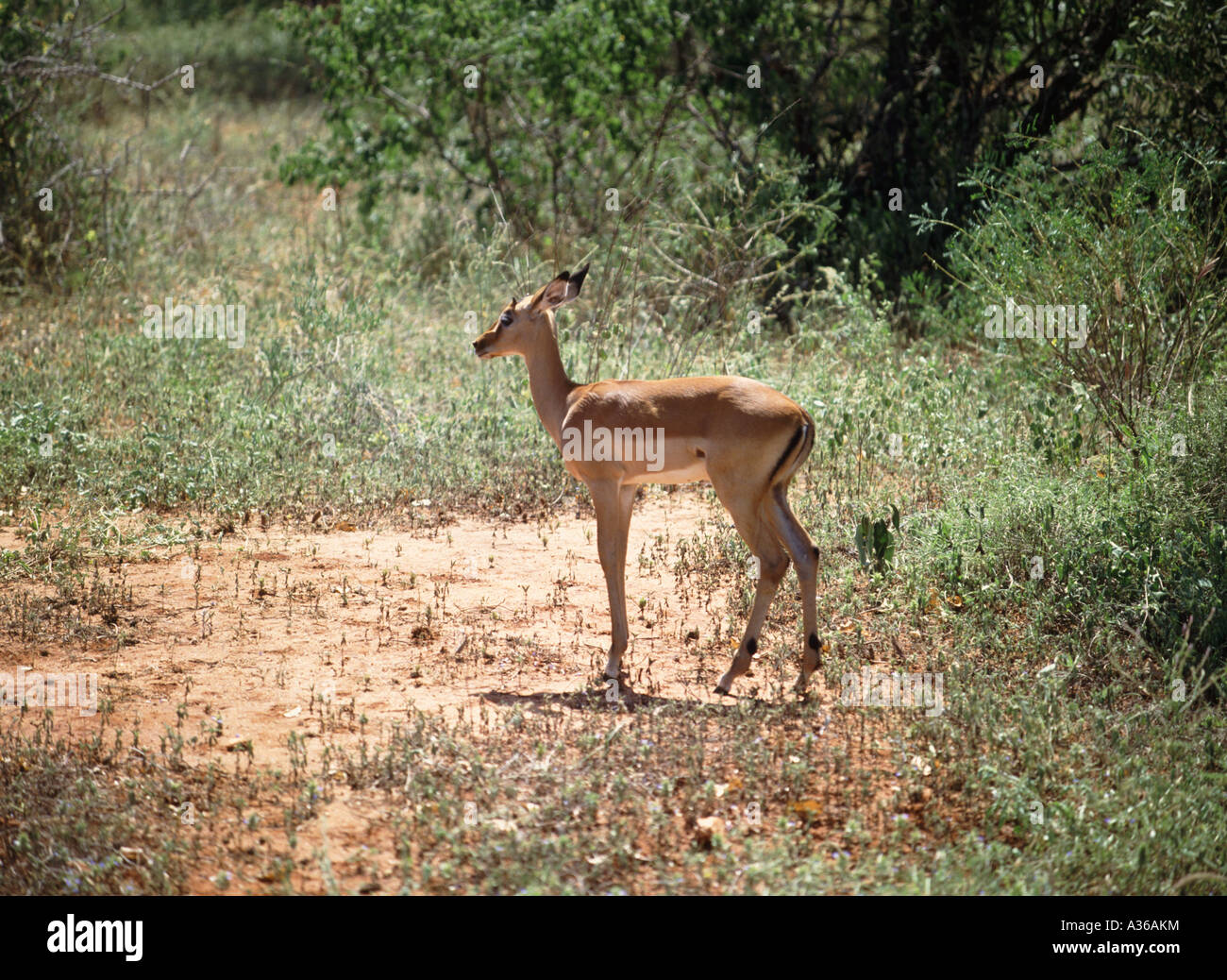 GAZELLE AT AMBOSELI. KENYA. AFRICA Stock Photo - Alamy