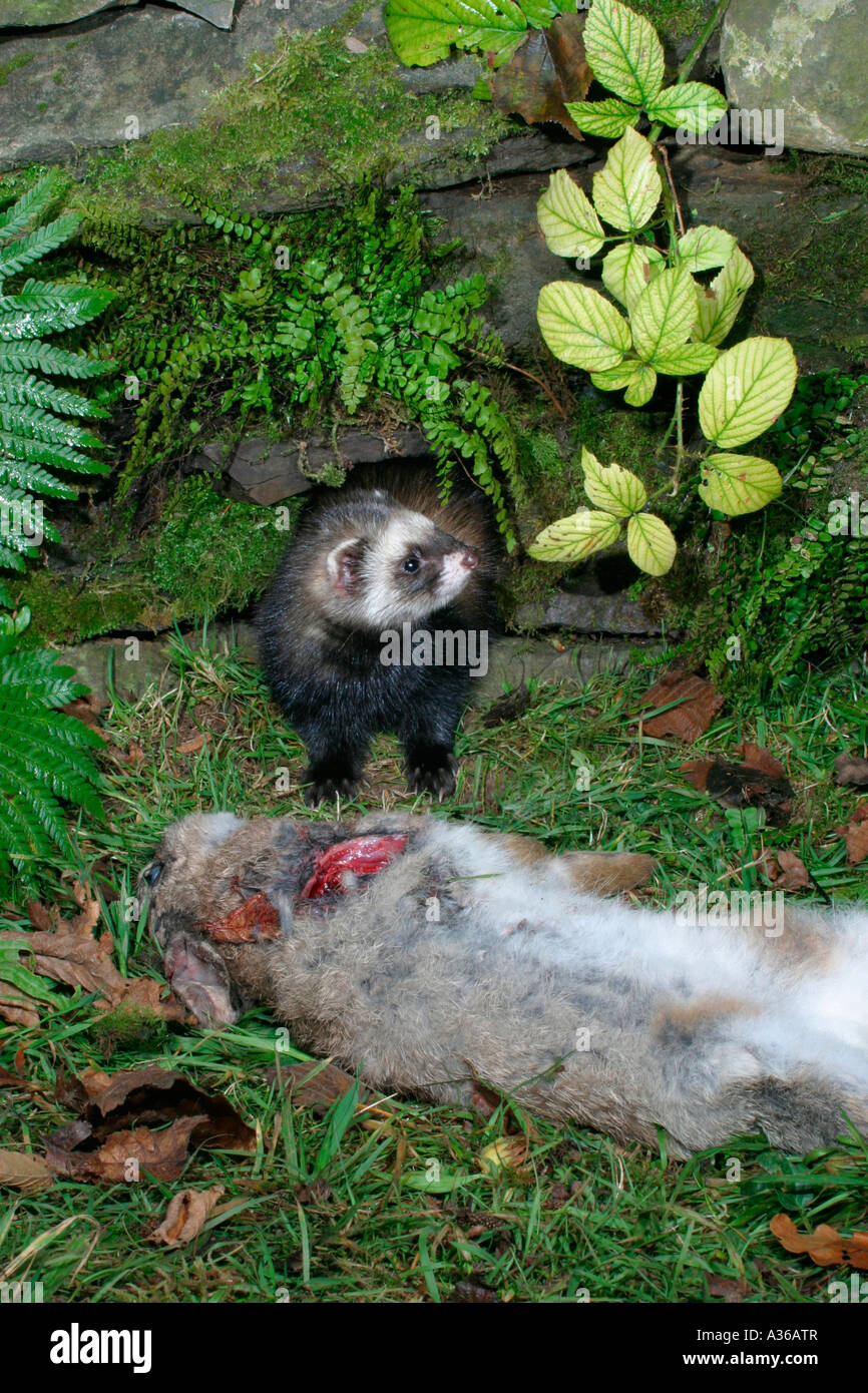 Polecat rabbit hi-res stock photography and images - Alamy
