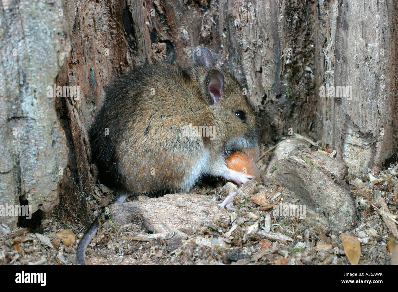 WOOD MOUSE APODEMUS SYLVATICUS EATING HAZEL NUT Stock Photo - Alamy