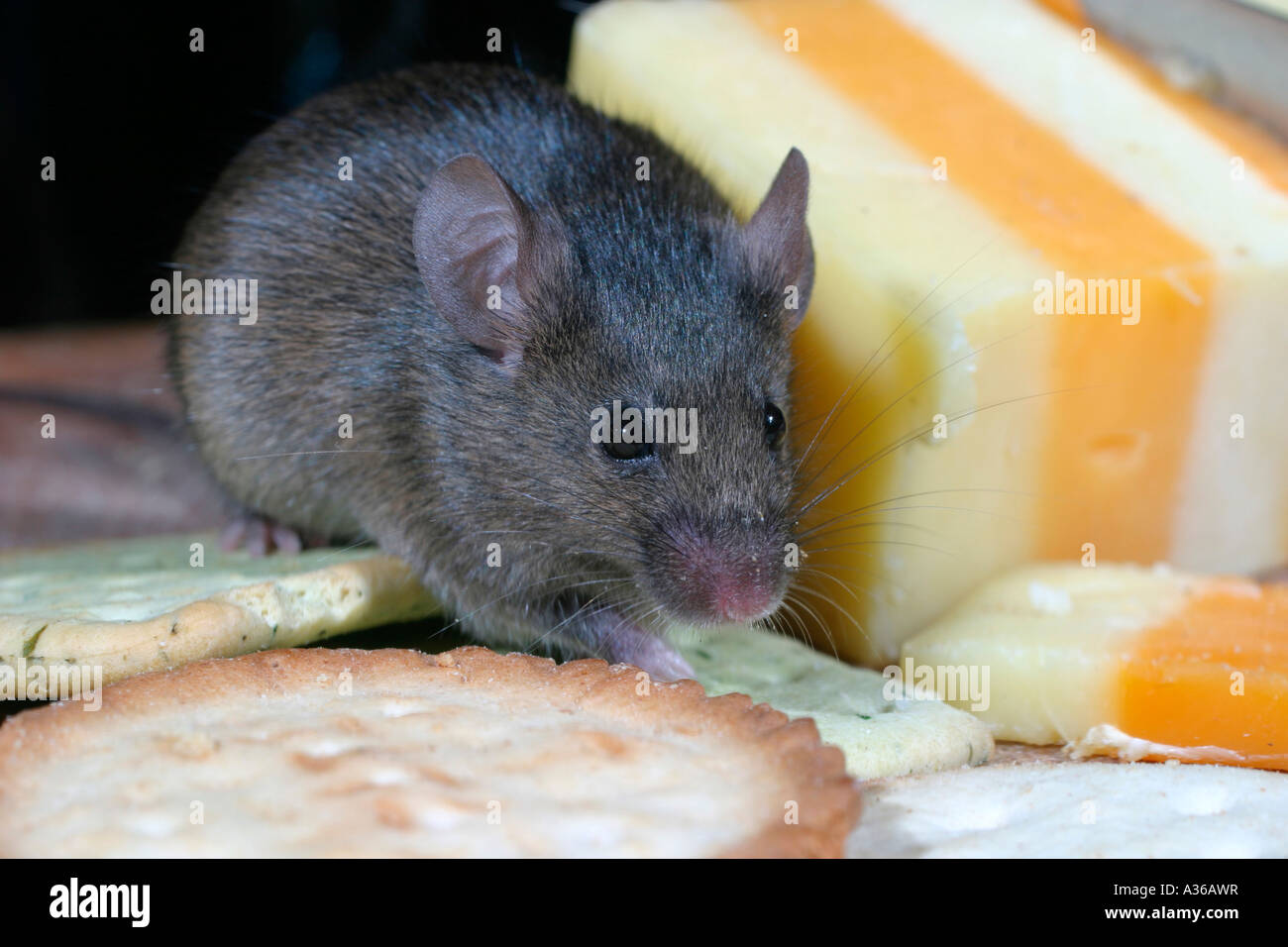HOUSE MOUSE MUS DOMESTICUS EATING BISCUITS AND CHEESE FRONT VIEW CLOSE ...