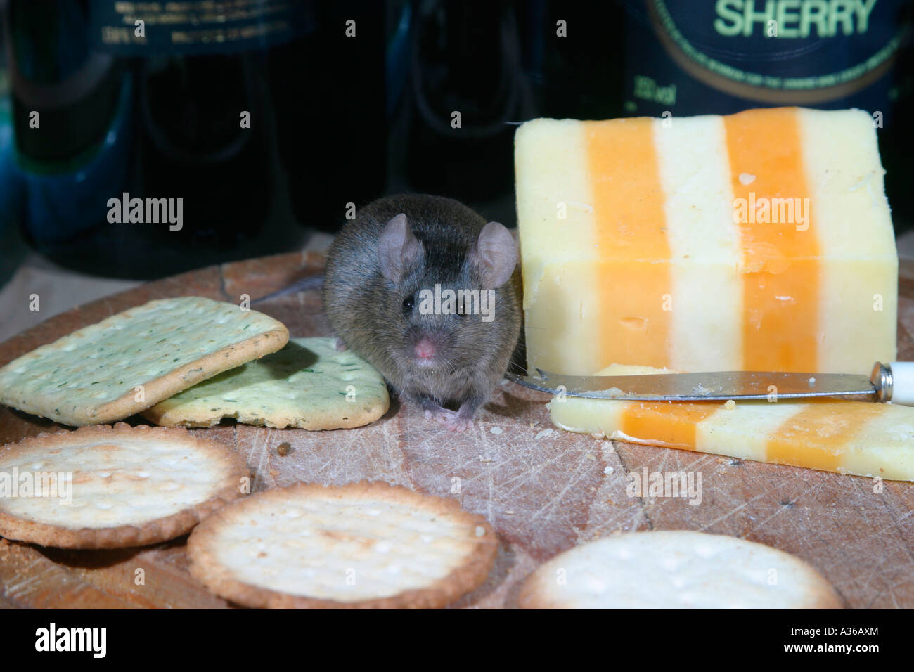 HOUSE MOUSE MUS DOMESTICUS WITH BISCUITS AND CHEESE FRONT VIEW Stock ...