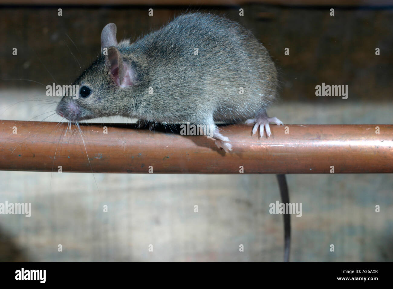 HOUSE MOUSE MUS DOMESTICUS WALKING ALONG WATER PIPE SIDE VIEW Stock ...