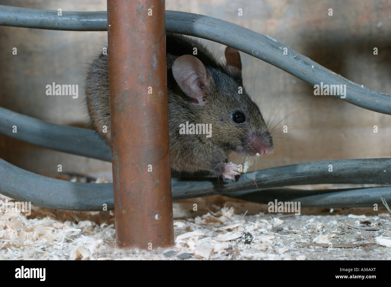 HOUSE MOUSE MUS DOMESTICUS AMONGST CABLES AND PIPES SIDE VIEW Stock ...