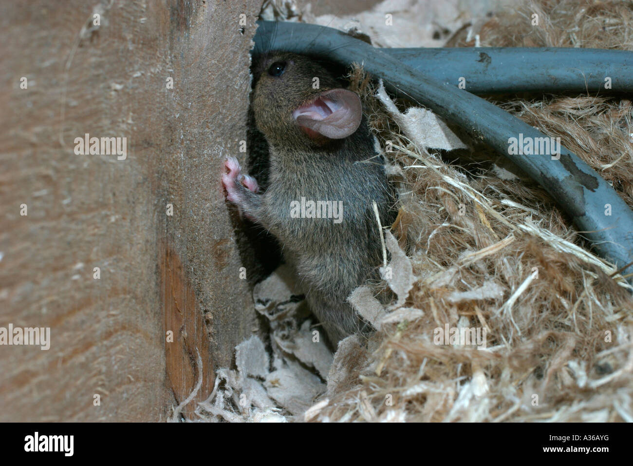House mouse chewing hi-res stock photography and images - Alamy