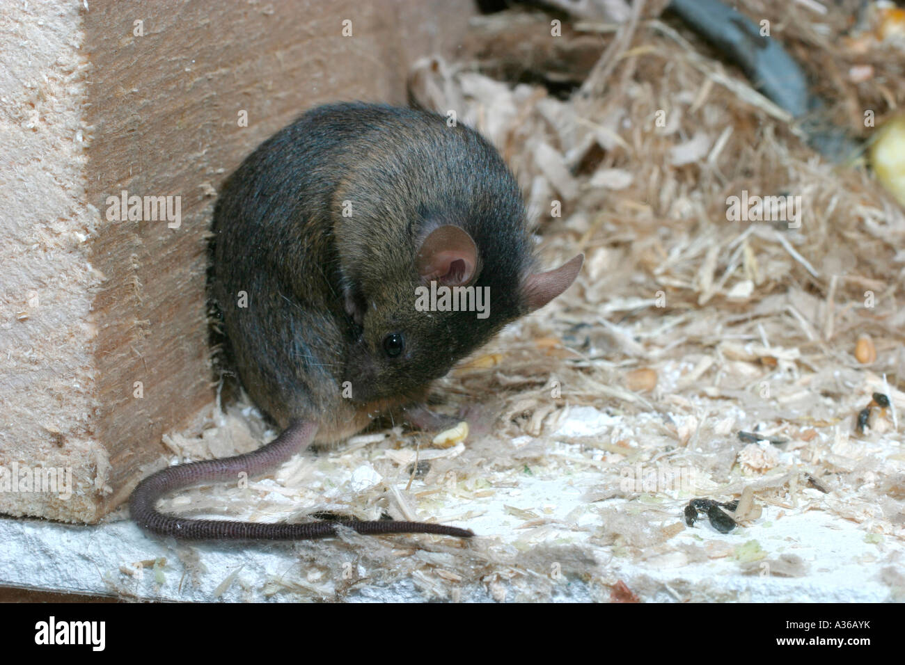 Mouse grooming hi-res stock photography and images - Alamy