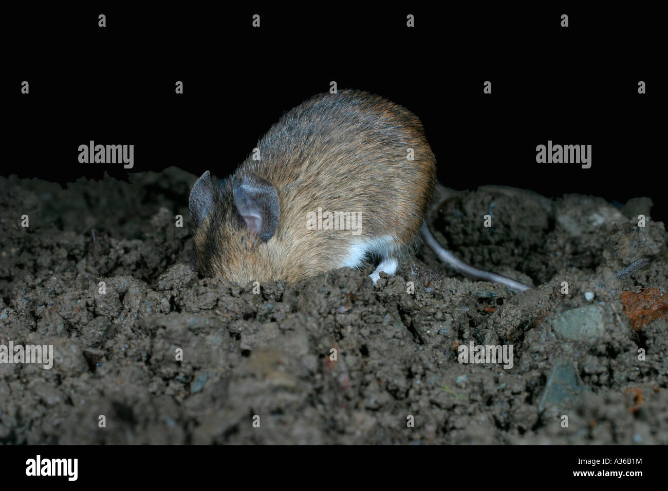 WOOD MOUSE APODEMUS SYLVATICUS DIGGING FOR PEASEED FRONT VIEW Stock ...