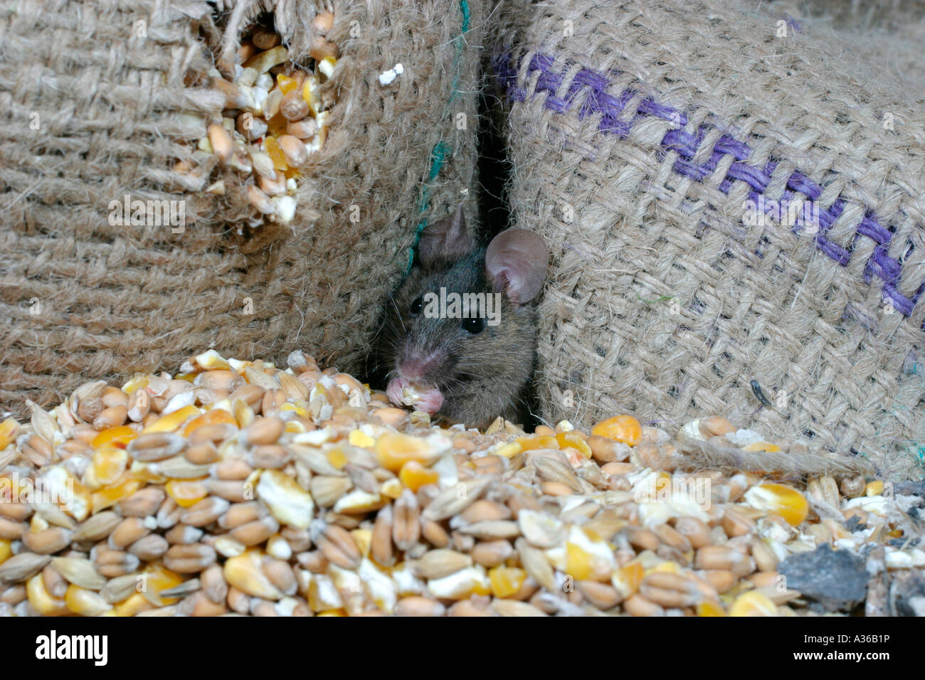 HOUSE MOUSE MUS DOMESTICUS AMONGST GRAIN SACKS FRONT VIEW Stock Photo ...
