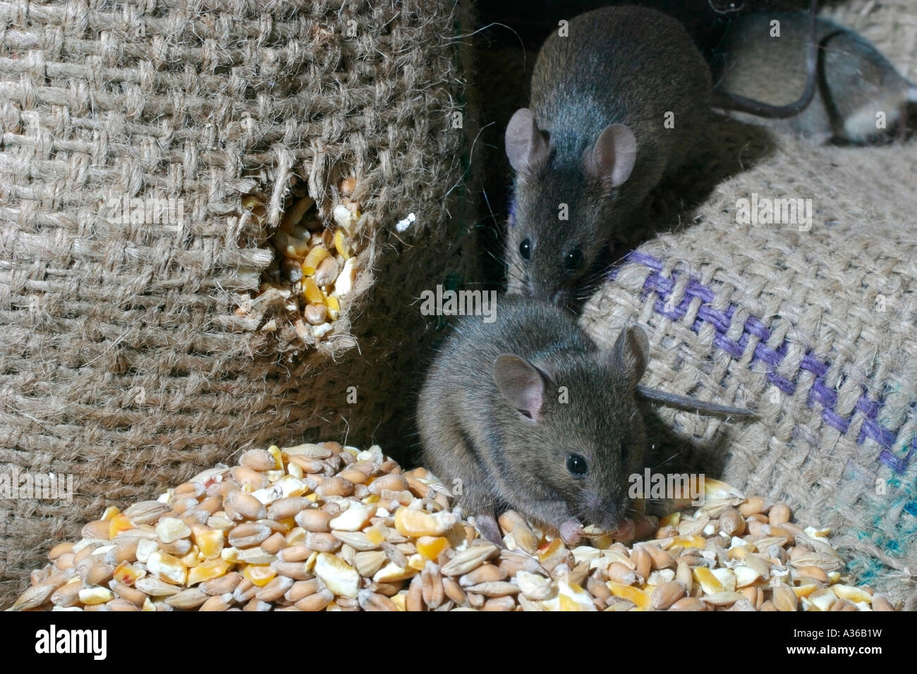 HOUSE MOUSE MUS DOMESTICUS AMONGST GRAIN SACKS FRONT VIEW Stock Photo ...