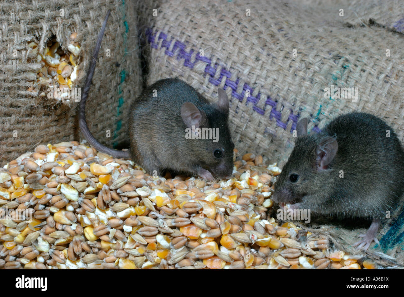 HOUSE MOUSE MUS DOMESTICUS EATING GRAIN SIDE VIEW Stock Photo - Alamy