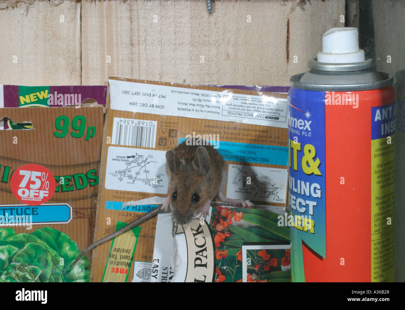 WOOD MOUSE APODEMUS SYLVATICUS AMONGST SEED PACKETS Stock Photo - Alamy