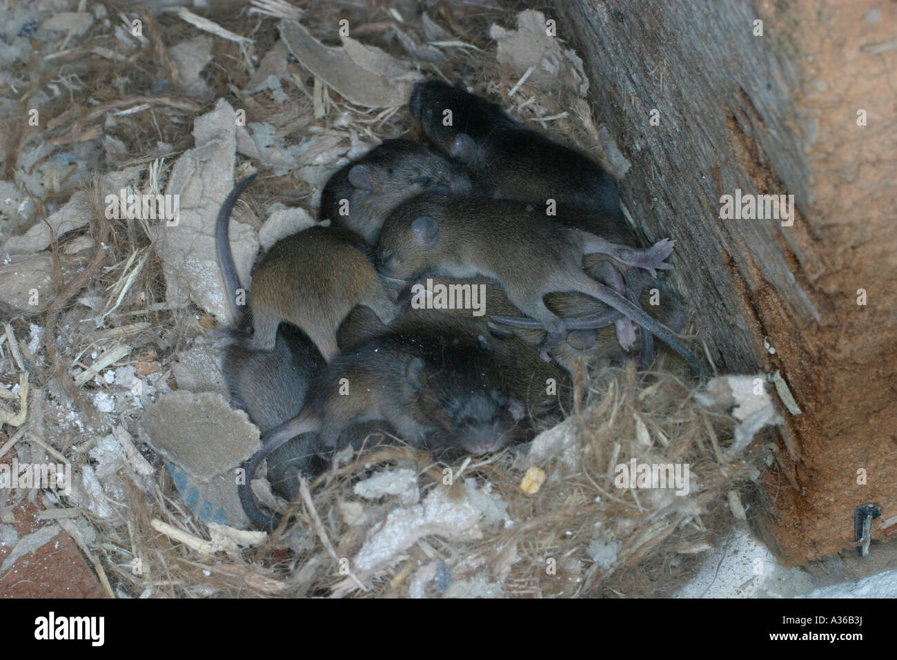 HOUSE MOUSE MUS DOMESTICUS NEST FULL OF YOUNGSTERS Stock Photo - Alamy