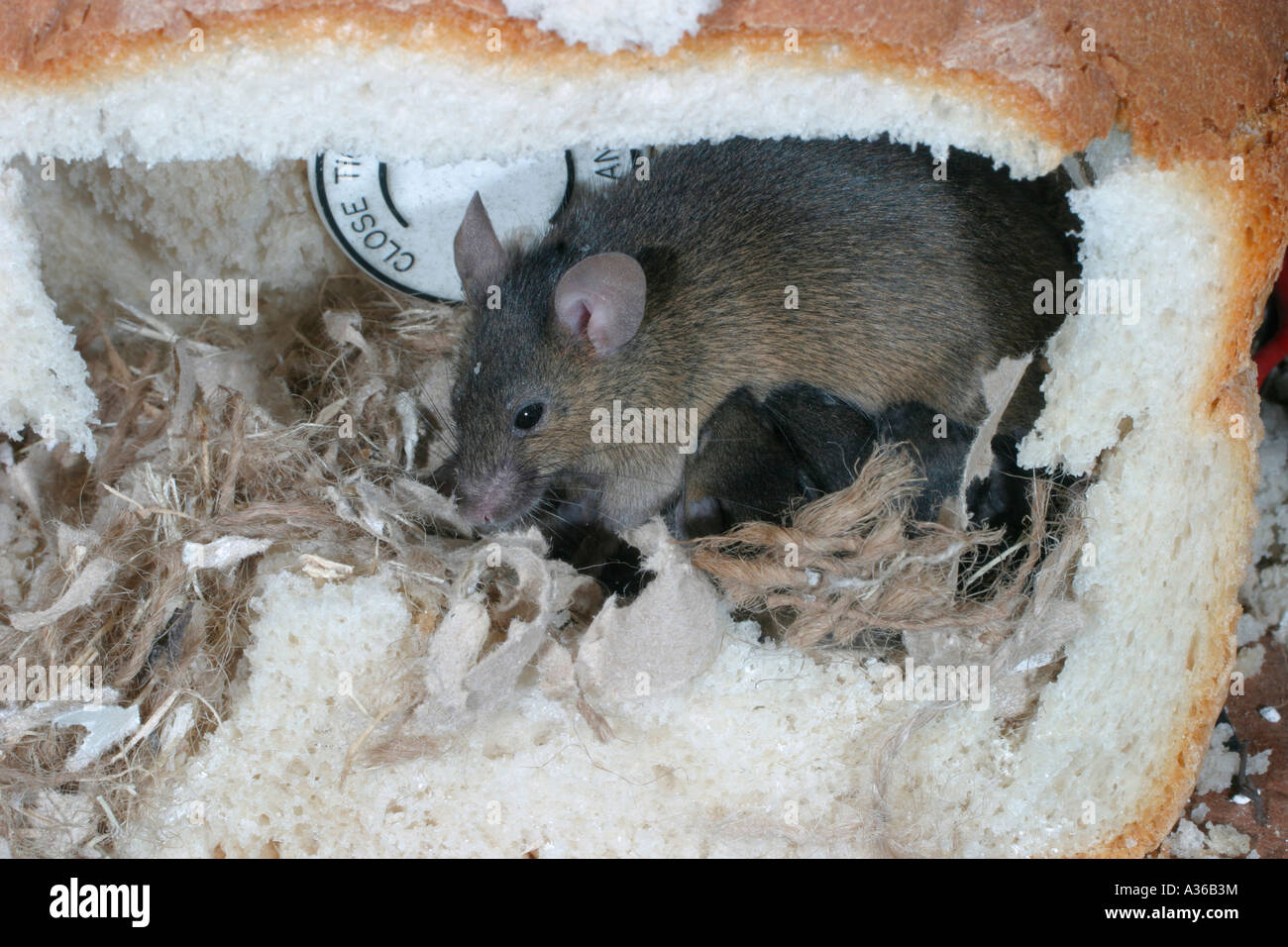 Mus domesticus hi-res stock photography and images - Alamy