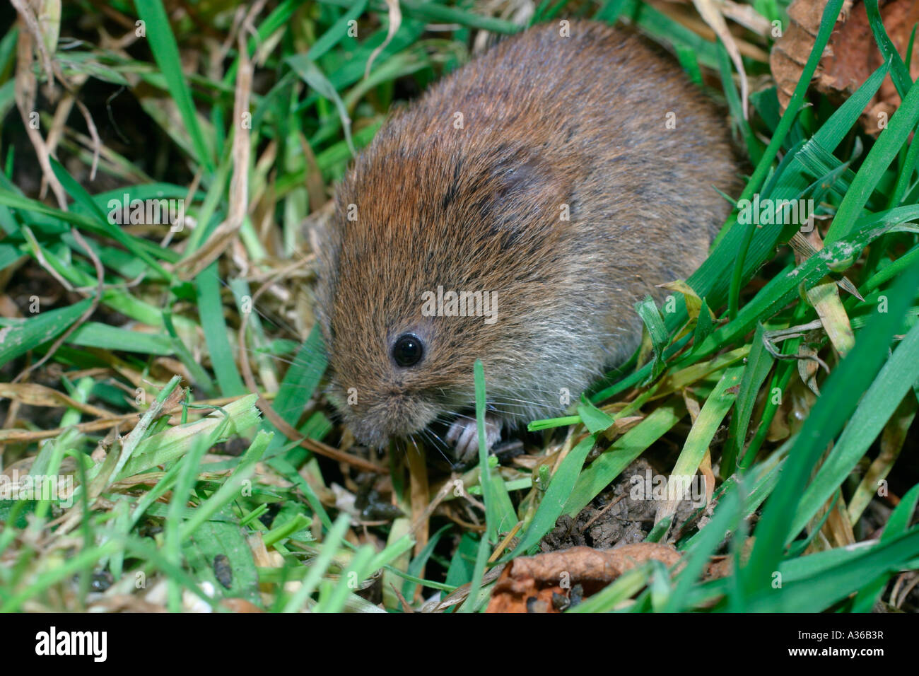 FIELD VOLE MICROTUS AGRESTIS EATING SEEDS FRONT VIEW Stock Photo - Alamy