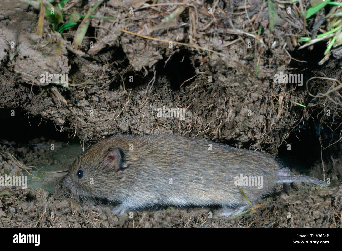 FIELD VOLE MICROTUS AGRESTIS MOVING ALONG BURROW SIDE VIEW Stock Photo ...