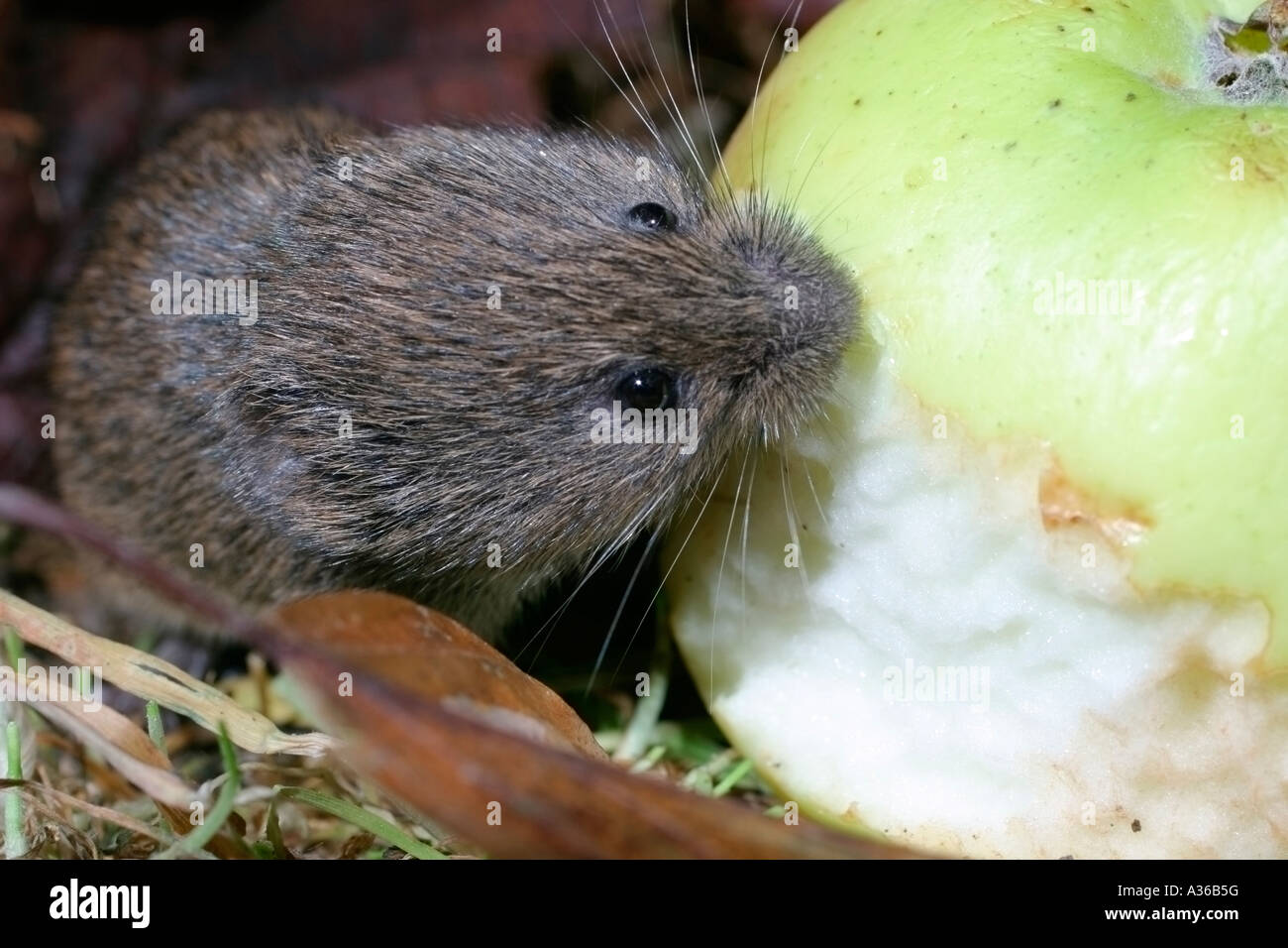 FIELD VOLE MICROTUS AGRESTIS EATING APPLE Stock Photo - Alamy