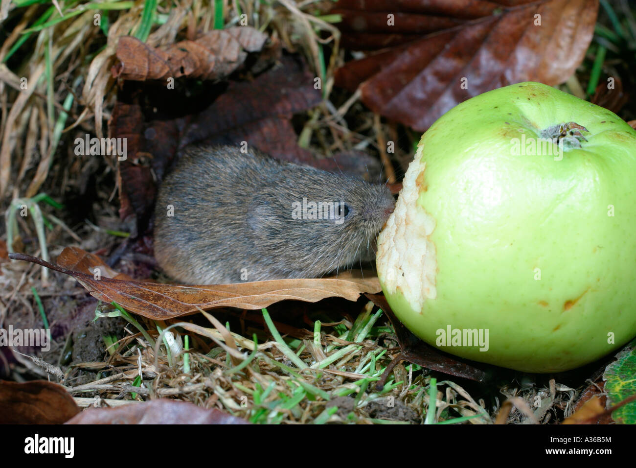 FIELD VOLE MICROTUS AGRESTIS EATING APPLE Stock Photo - Alamy