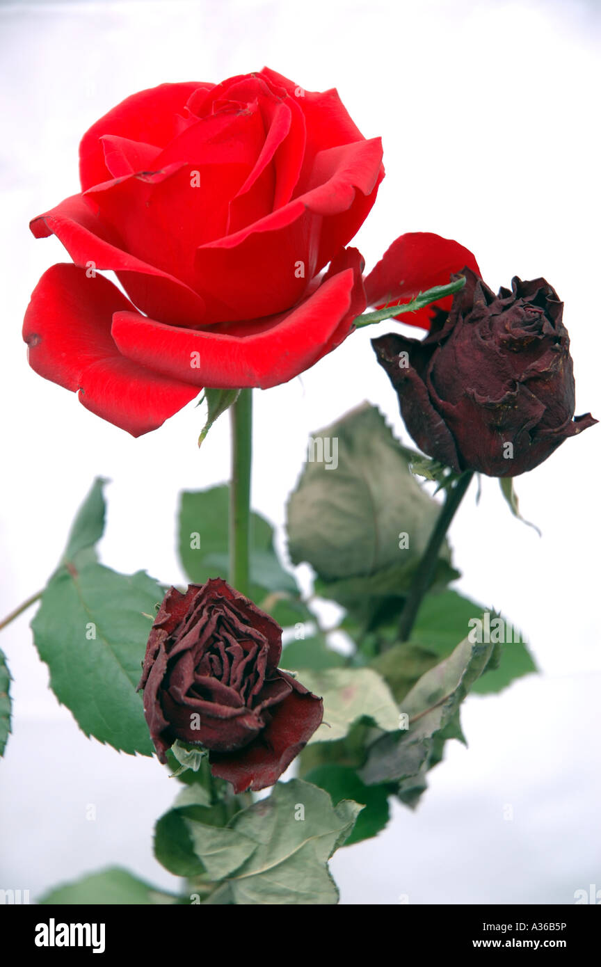 Preserving cake hi-res stock photography and images - Alamy