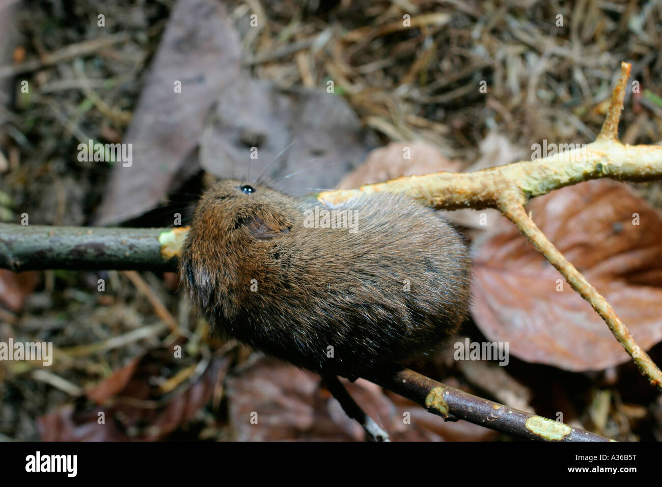 FIELD VOLE MICROTUS AGRESTIS EATING APPLE BRANCH Stock Photo - Alamy