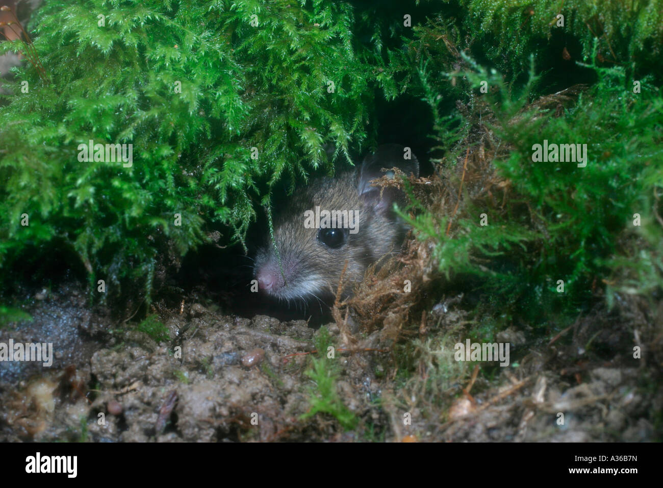 WOOD MOUSE APODEMUS SYLVATICUS LOOKING OUT OF HOLE IN MOSS COVERED LOG ...