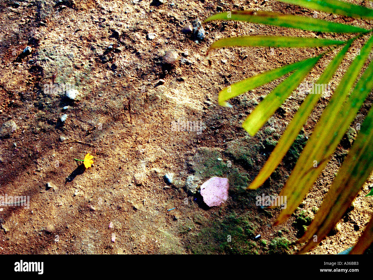 The fallen flower Stock Photo - Alamy