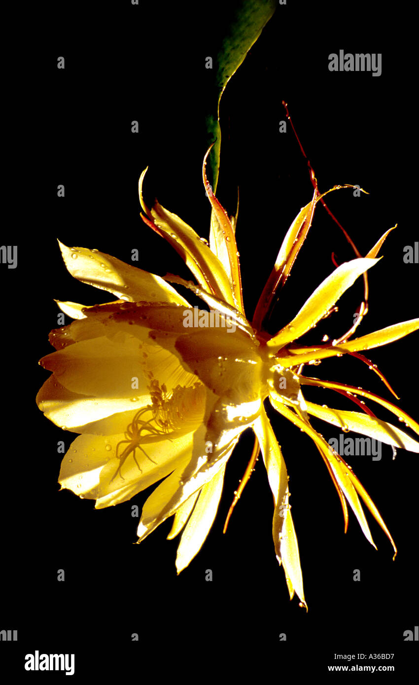 Nishagandhi hi-res stock photography and images - Alamy