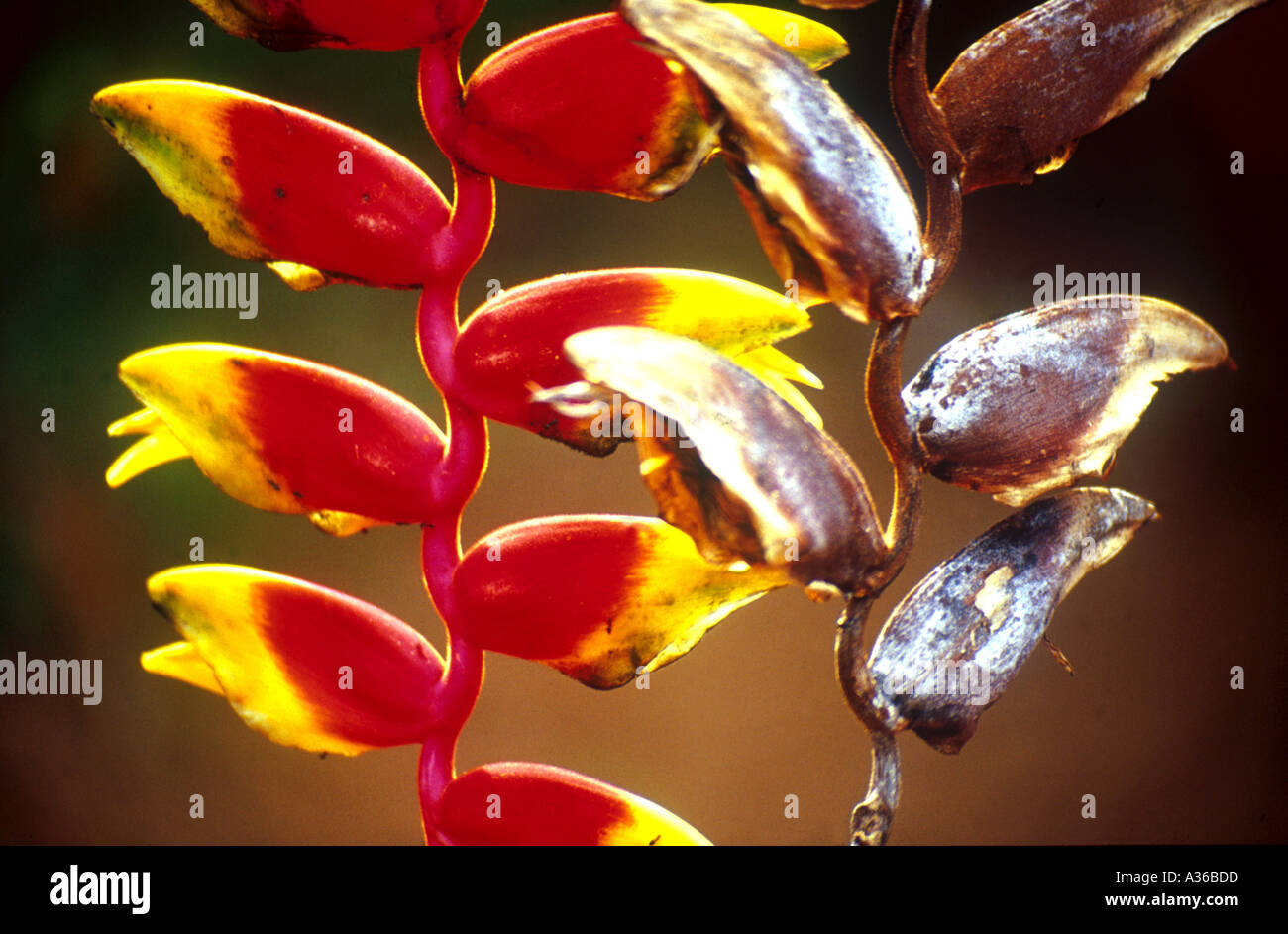 Dull red flowers hi-res stock photography and images - Alamy