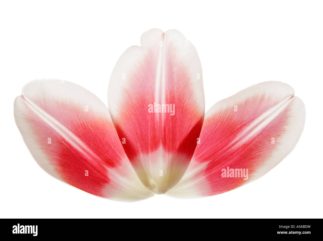 3 Petal Flower Png