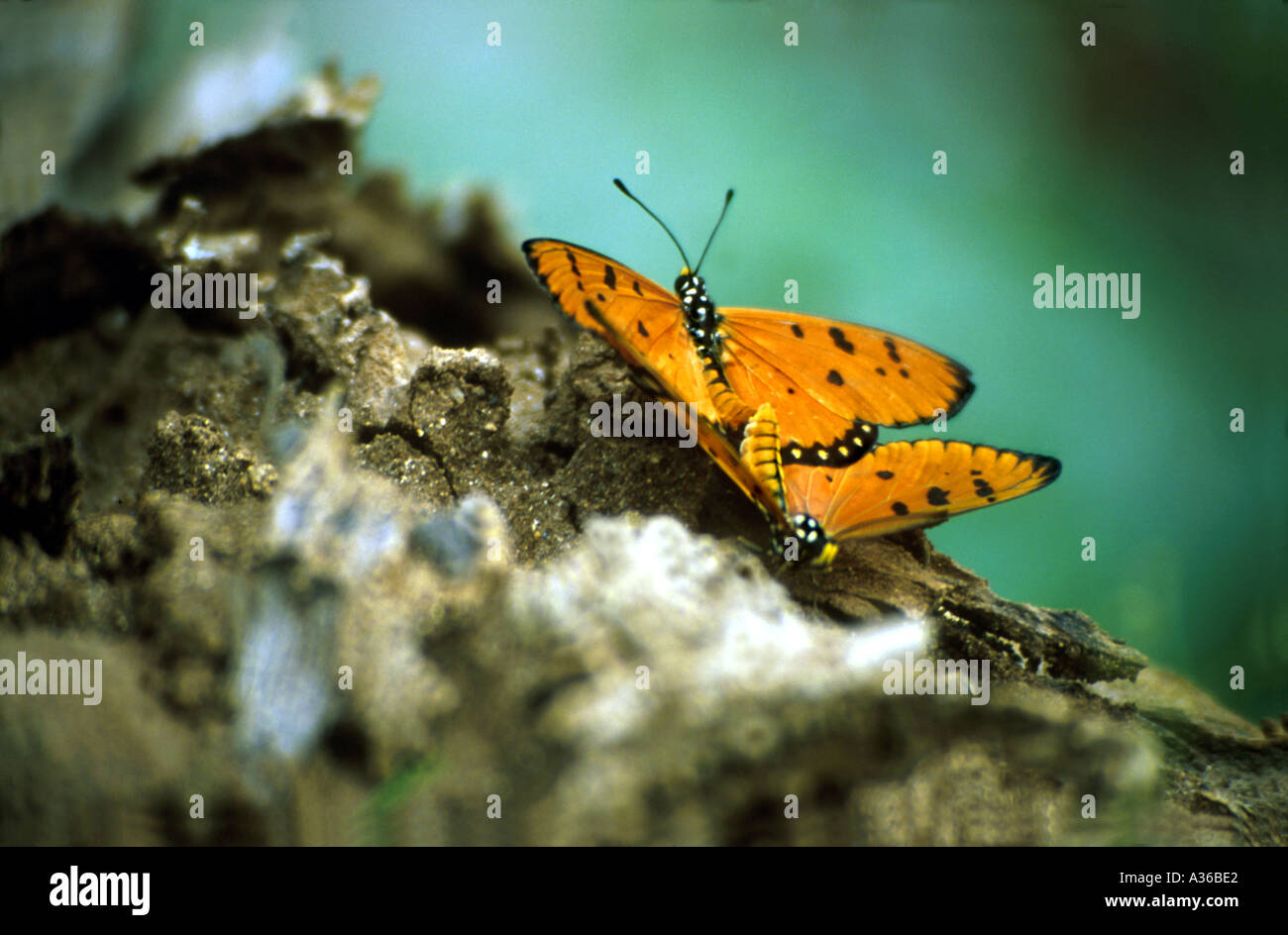 Butterfly lovers hi-res stock photography and images - Alamy