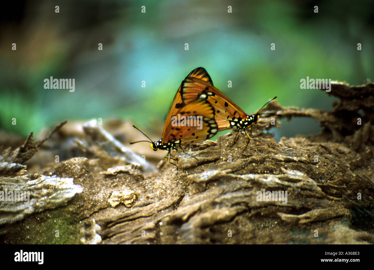 Acraeidae hi-res stock photography and images - Alamy