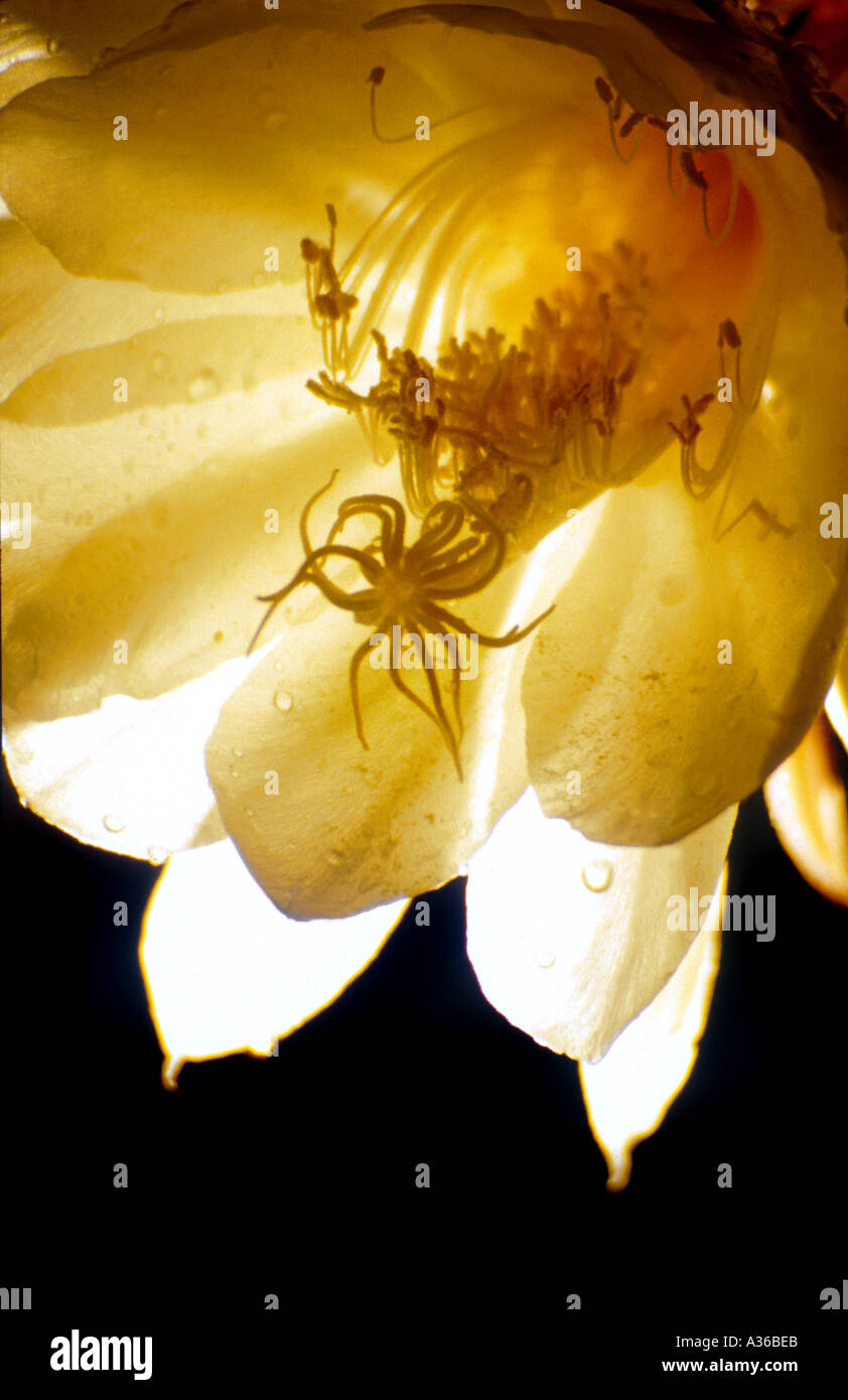 Nishagandhi hi-res stock photography and images - Alamy