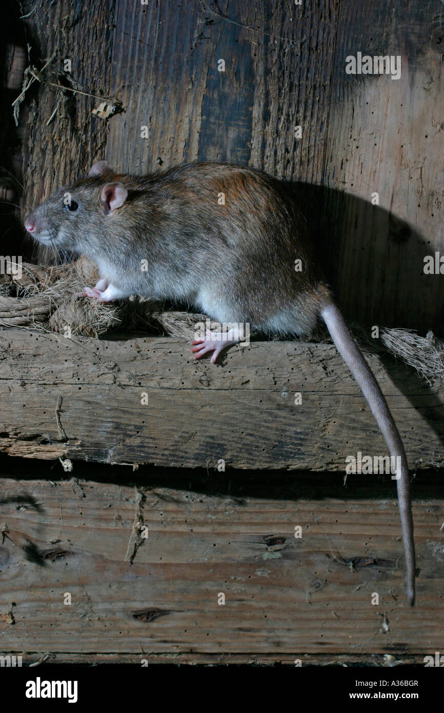 Brown Rat Rattus norvegicus resting on beam in barn sv Stock Photo - Alamy