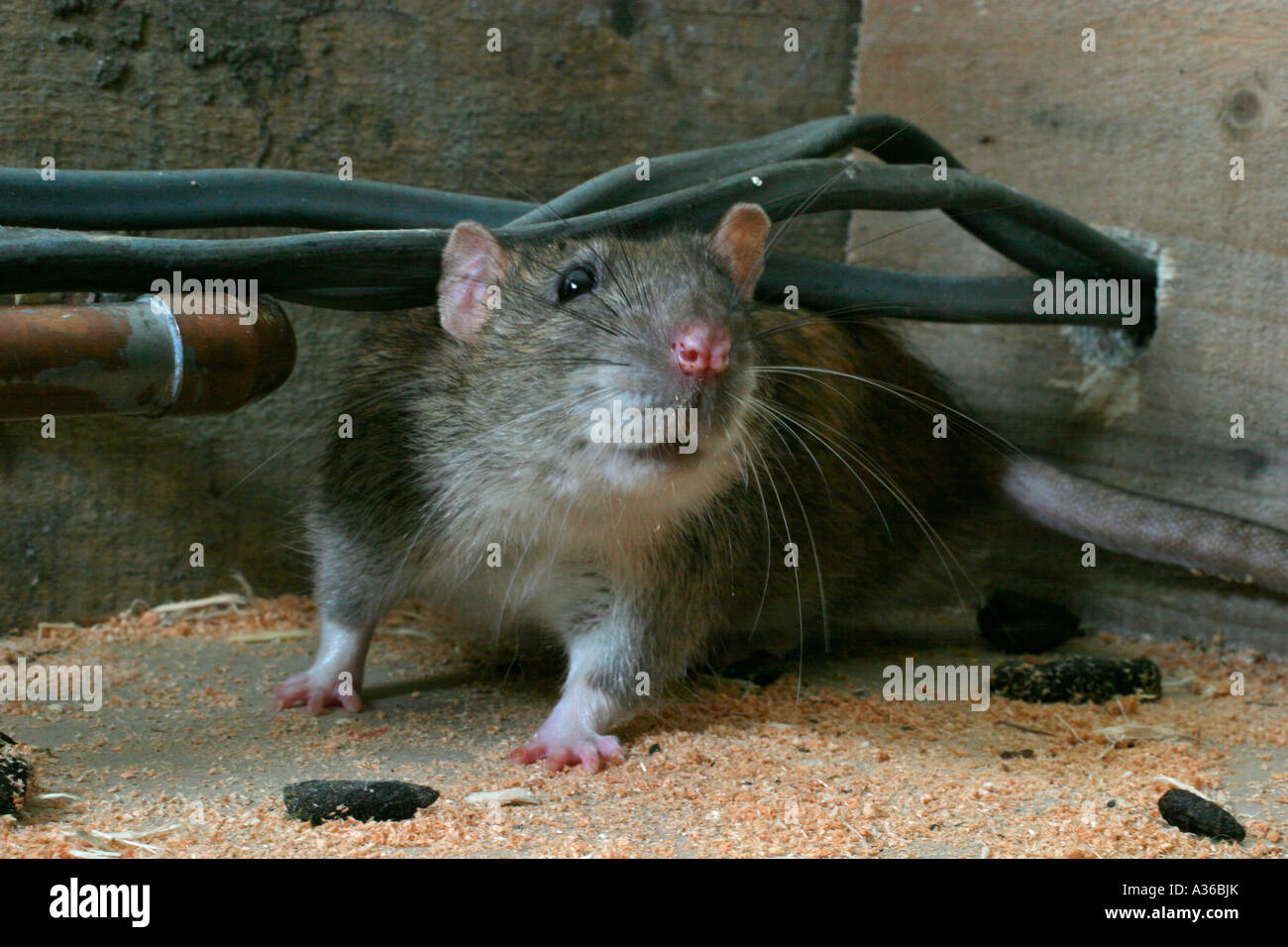 Brown Rat Rattus norvegicus in roof space amongst wiring fv Stock Photo ...