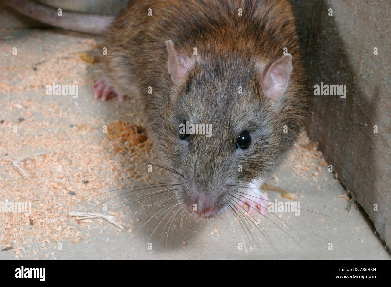 Fire rat hi-res stock photography and images - Alamy