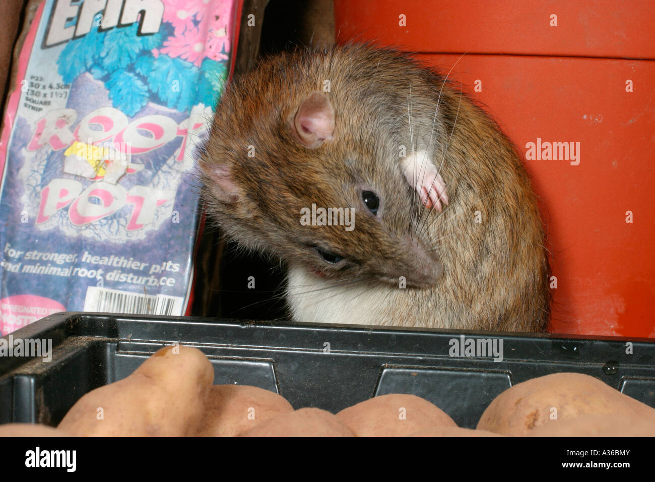 Brown Rat Rattus norvegicus grooming on shelf fv cu Stock Photo - Alamy