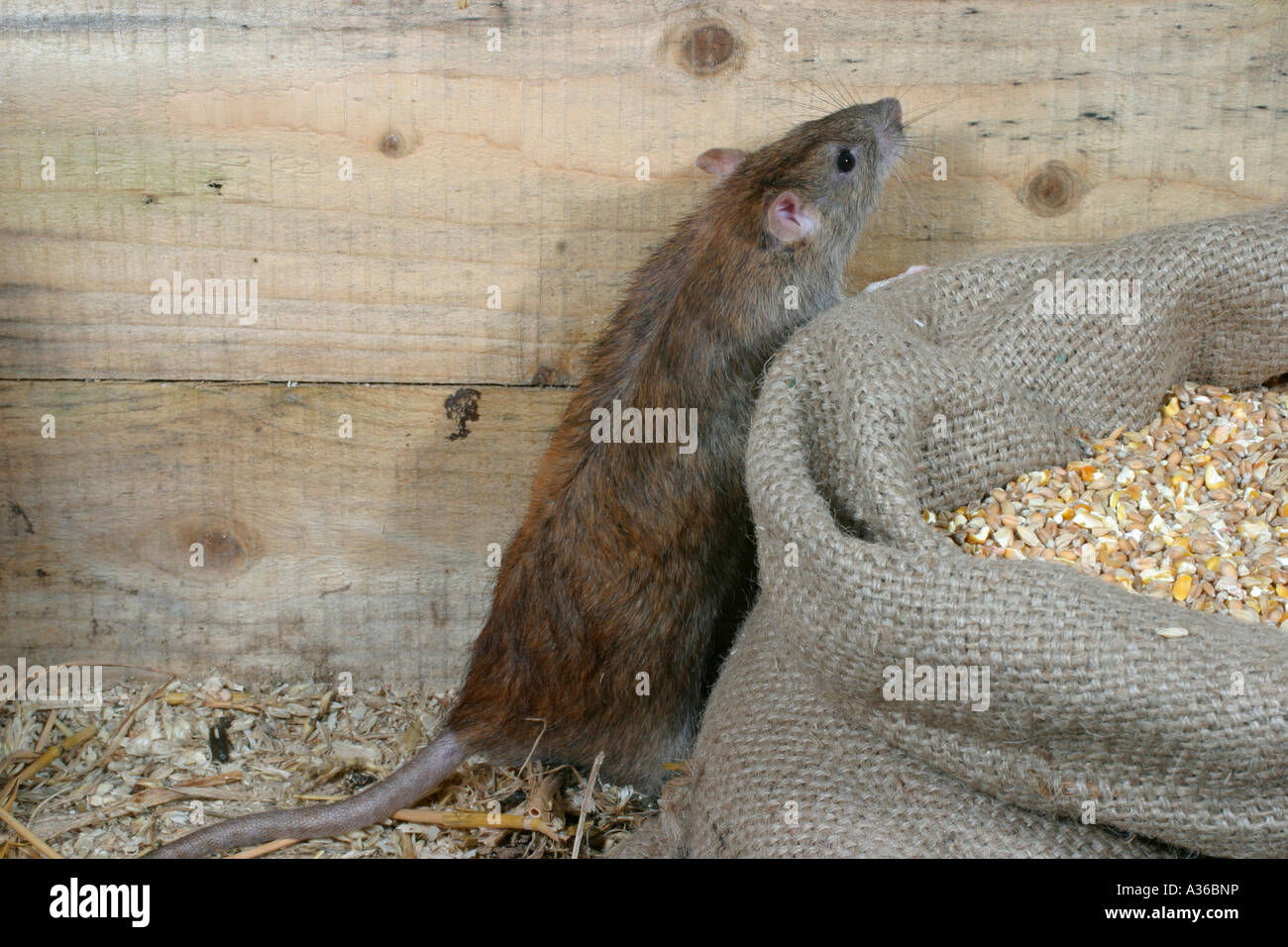 Brown Rat Rattus norvegicus climbing into grain sack sv Stock Photo - Alamy
